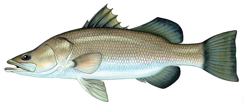 Barramundi (2019) – Matti Doing Art
